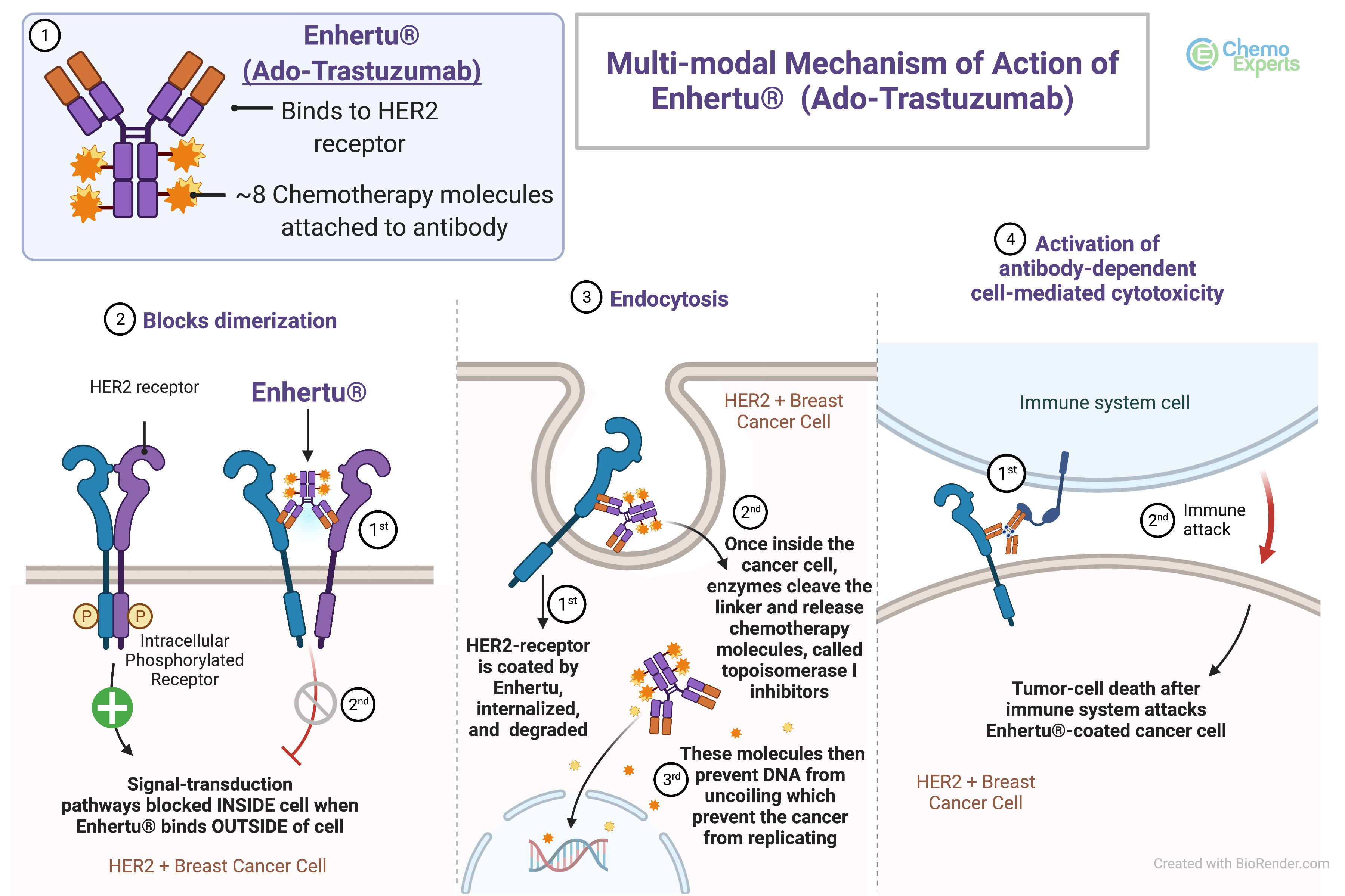 fam-trastuzumab deruxtecan-nxki (Enhertu®) - ChemoExperts